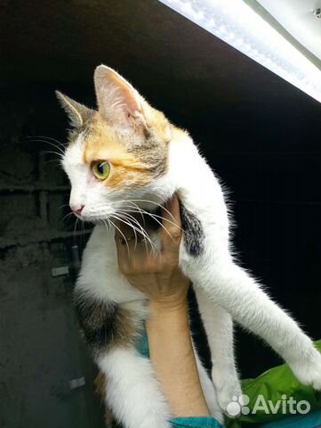 Глазастое чудо ищет дом