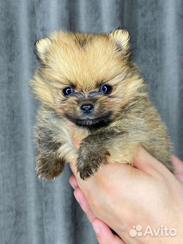 Щенки мини померанского шпица из питомника