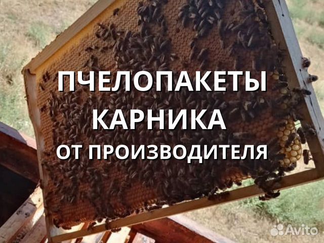 Пчелопакет Карника от производителя