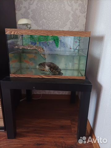 Красноухая черепаха с аквариумом