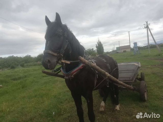 Продается жеребец