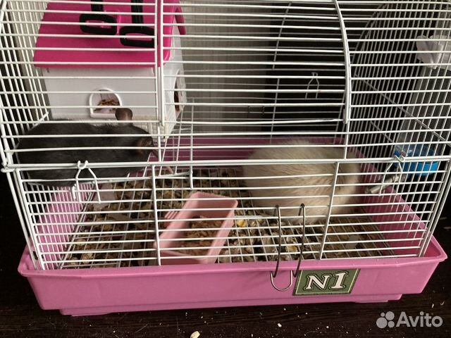 Продаю крыс с клеткой