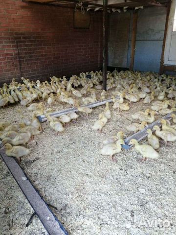Бройлерные утки