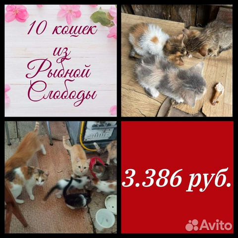 Помогите спасти семью котят