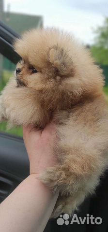 Померанский шпиц медвежьего типа