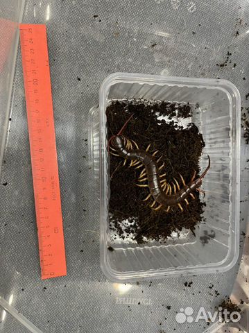 Многоножки сколопендры Scolopendra dehaani