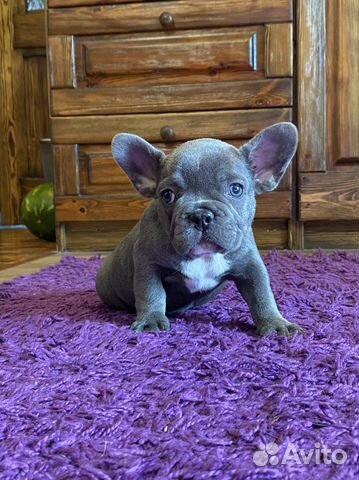 Синий мальчик француз