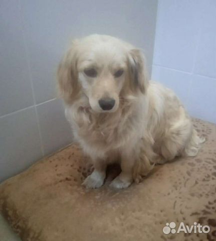 Собака в добрые руки