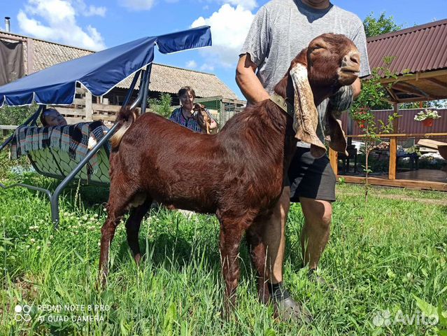 Козёл камори