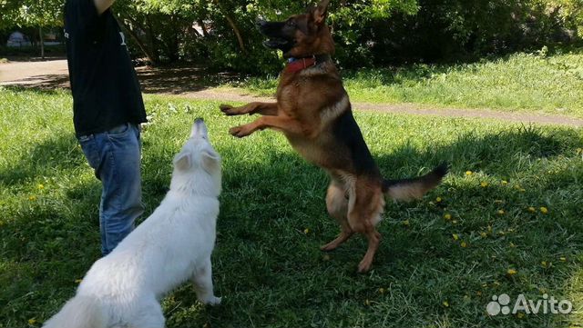 Немец на вязку