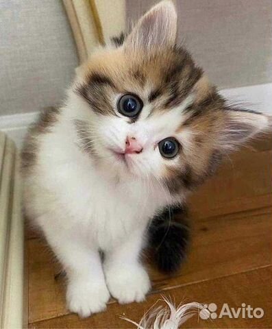 Милые маленькие киски - подарок добрым мамам-папам