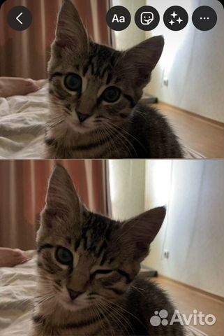 Котенок (Европейская парода)