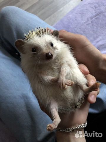 Карликовый африканский ежик