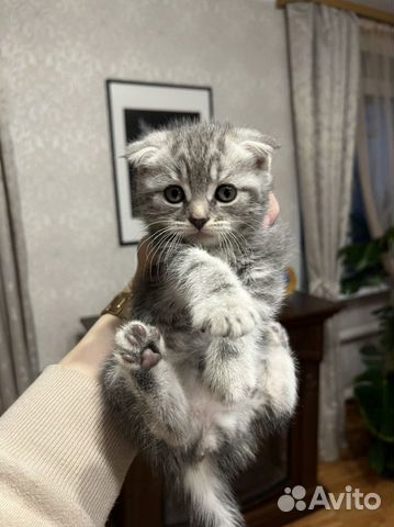 Шотландские вислоухие котята мраморные