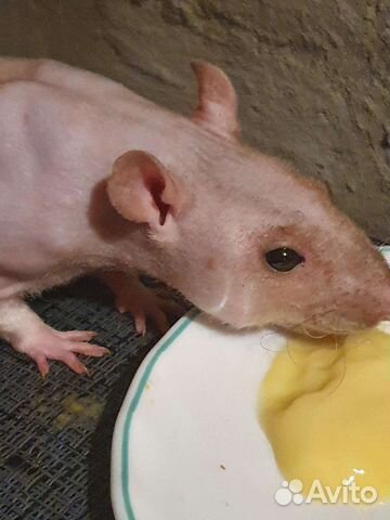 Крыса сфинкс