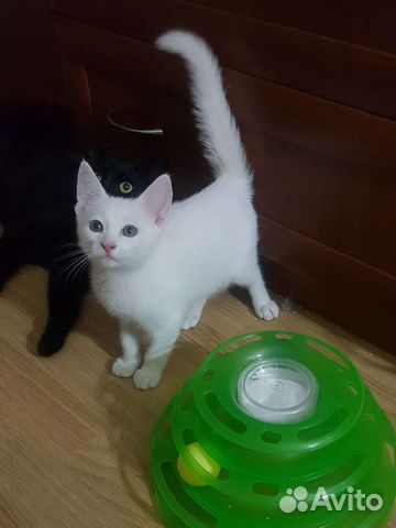 Ангорский котенок 2мес мальчик