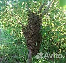 Сниму пчелиный рой из кв, домов, дач. Бесплатно