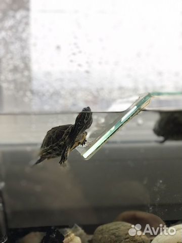 Черепашки с аквариумом