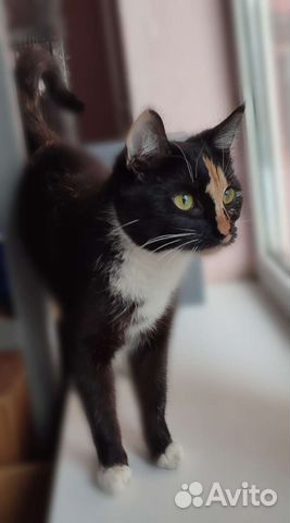 Кошка Лада ищет дом