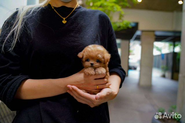 Мальтипу Микро Девочка из Кореи