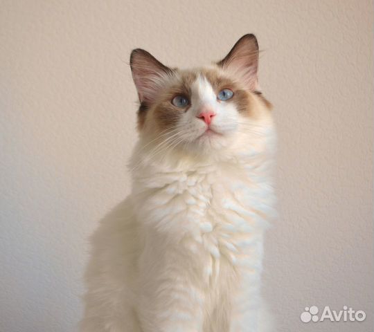 Ласковая девочка ragdoll