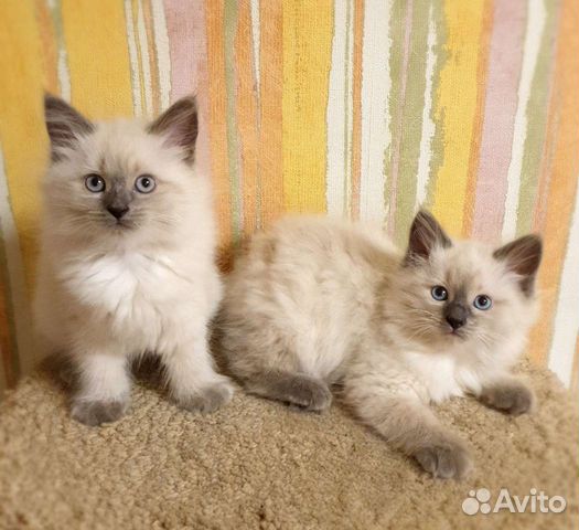 Невская маскарадная