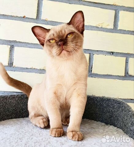 Бурманская кошечка