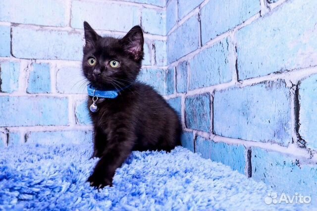 Котенок в добрые руки