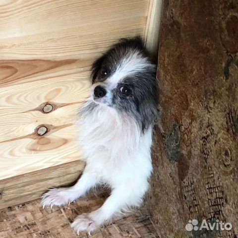 Метис шпица в добрые руки