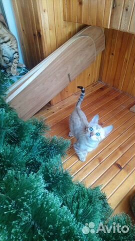 Бенгальские котята
