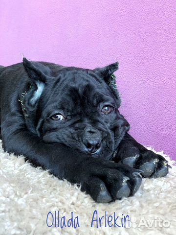 Кане Корсо черный мальчик