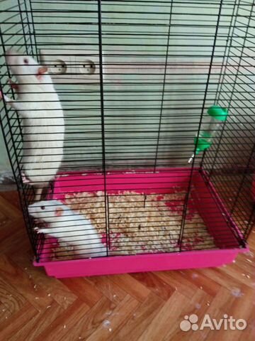 Продаю крыс мальчиков с клеткой