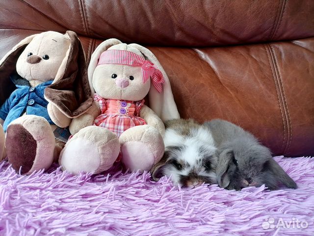 Кролик декоративный вислоухий
