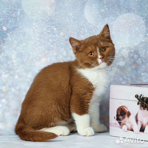 Кошки