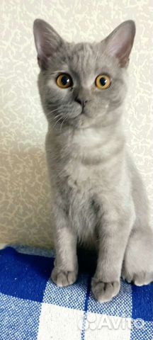 Британский кот