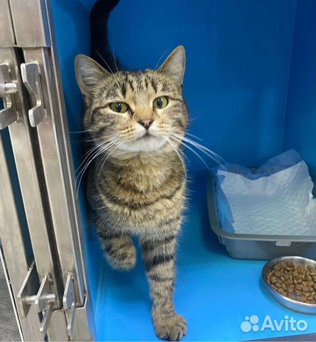 8марта выпуск.Тыковка,красивая,ласковая,умная