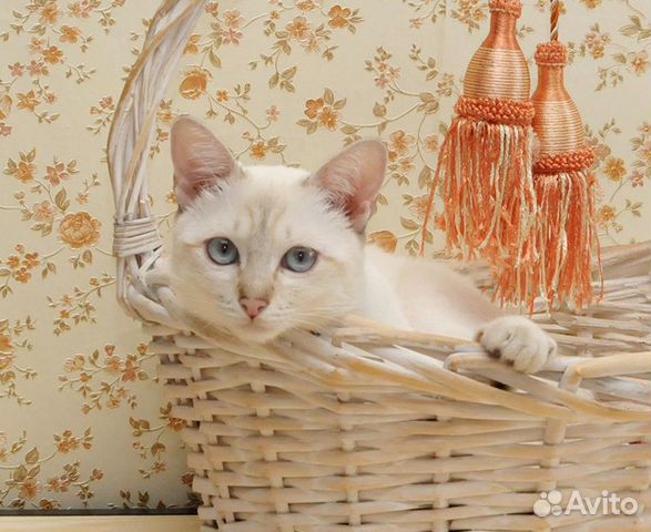 Молодая тайская кошка