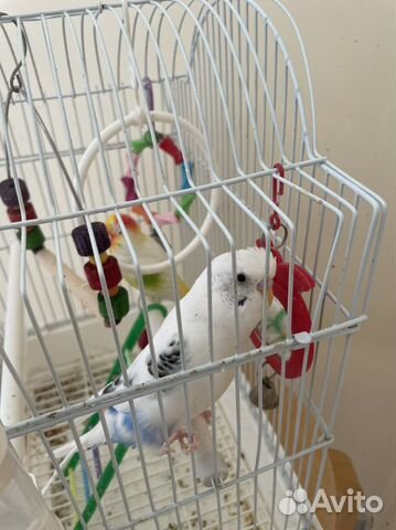 Волнистый попугай девочка