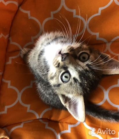 Котёнок с голубыми глазками