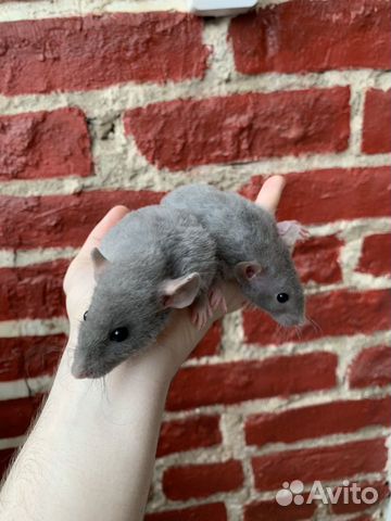 Крысята дамбо рекс бесплатно