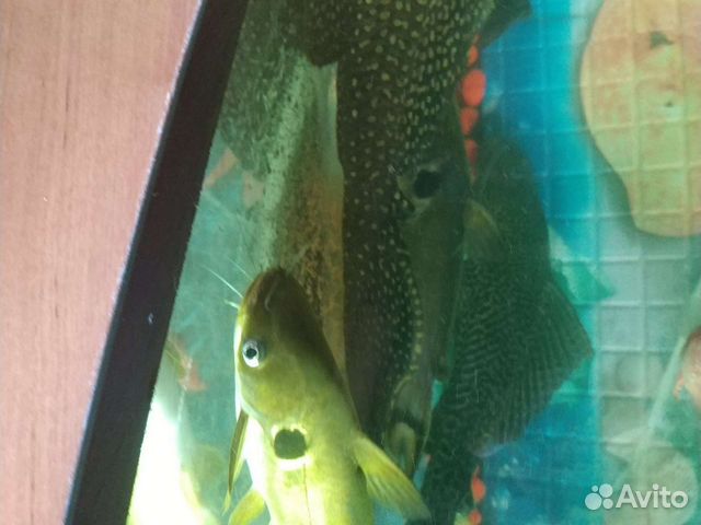 Сом павлиний глаз 2шт