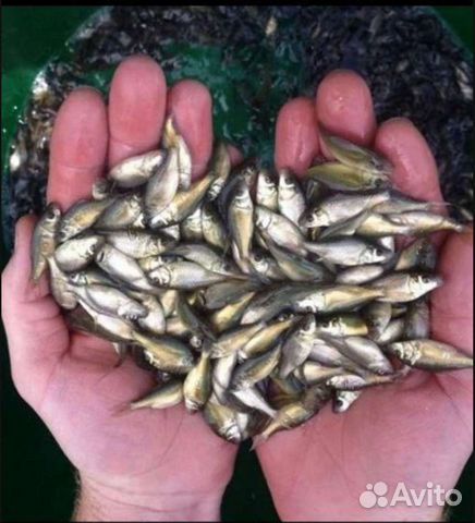 Карась(Малек)