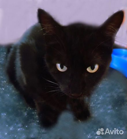 Черная кошка в добрые руки бесплатно в дар