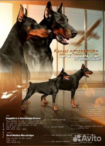 Щенки добермана