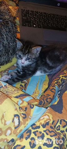 Малыш Цезарь ищет дом