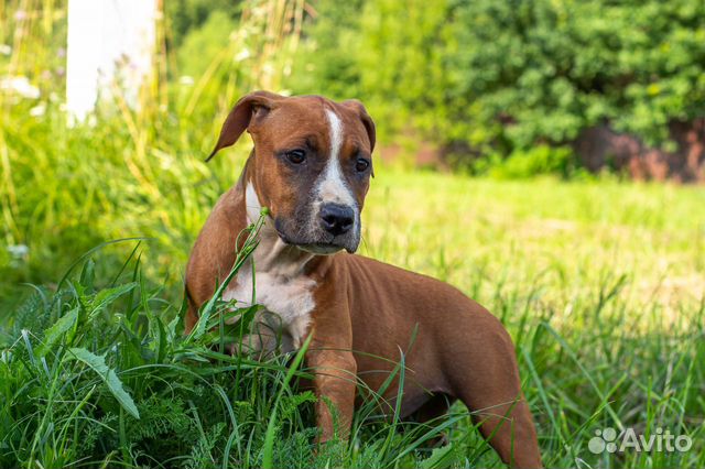 Стаффордширский терьер