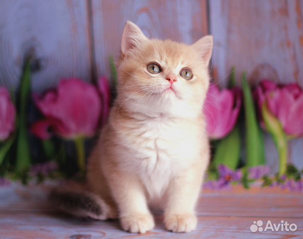 Игрушечный мальчик в шубке голубое золото