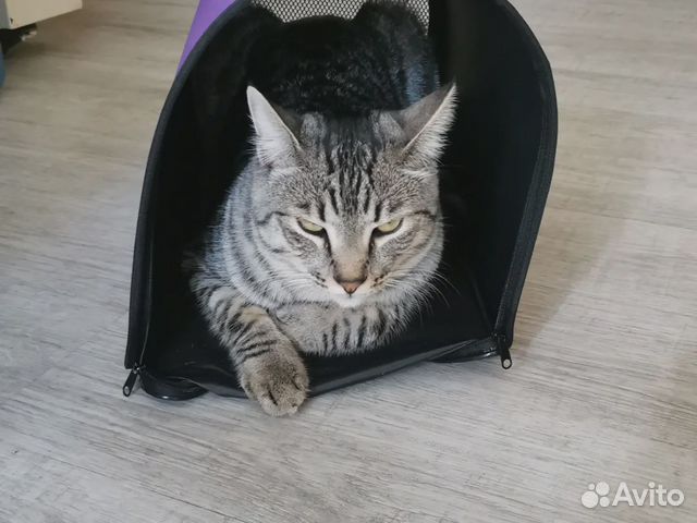 Потерялся серый кот в Академе