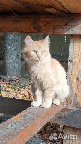 Рыженькая Маруся в добрые руки