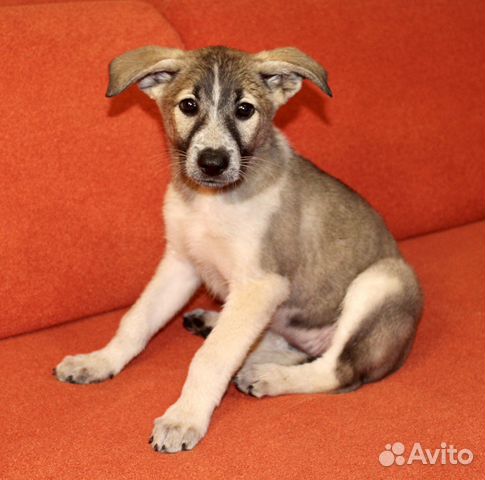 Щенок ищет хозяина